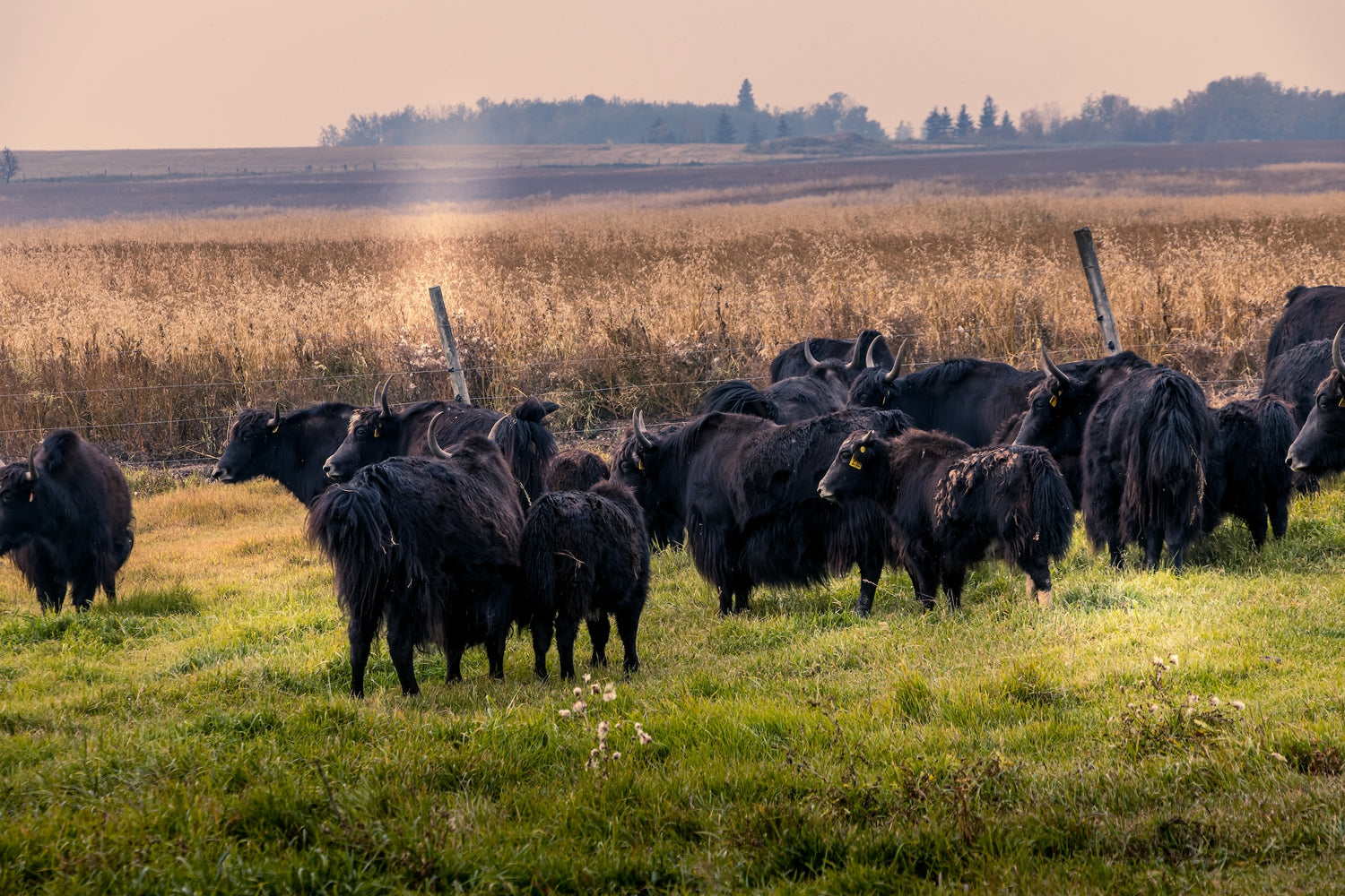 Prairie Yak Farm